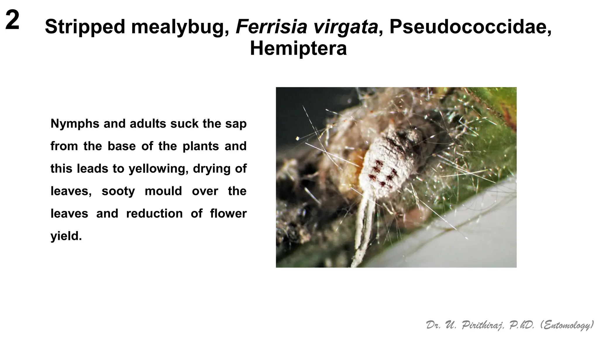 Pests of Tuberose_Identification_Dr.UPR.pdf