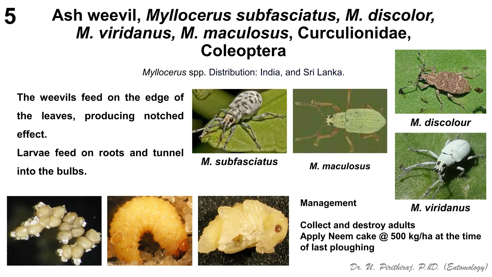 Pests of Tuberose_Identification_Dr.UPR.pdf