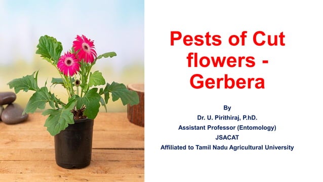 Pests of Cut flowers_Gerbera_Bionomics_Dr.UPR.pdf