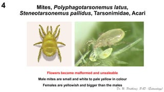 Pests of Cut flowers_Gerbera_Bionomics_Dr.UPR.pdf
