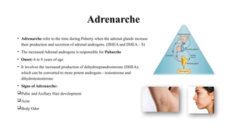 Anatomical and Physiological Aspect of Puberty | PPT