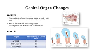 Anatomical and Physiological Aspect of Puberty | PPTX