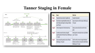 Anatomical and Physiological Aspect of Puberty | PPT