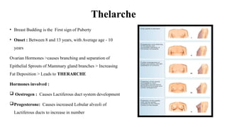 Anatomical and Physiological Aspect of Puberty | PPT