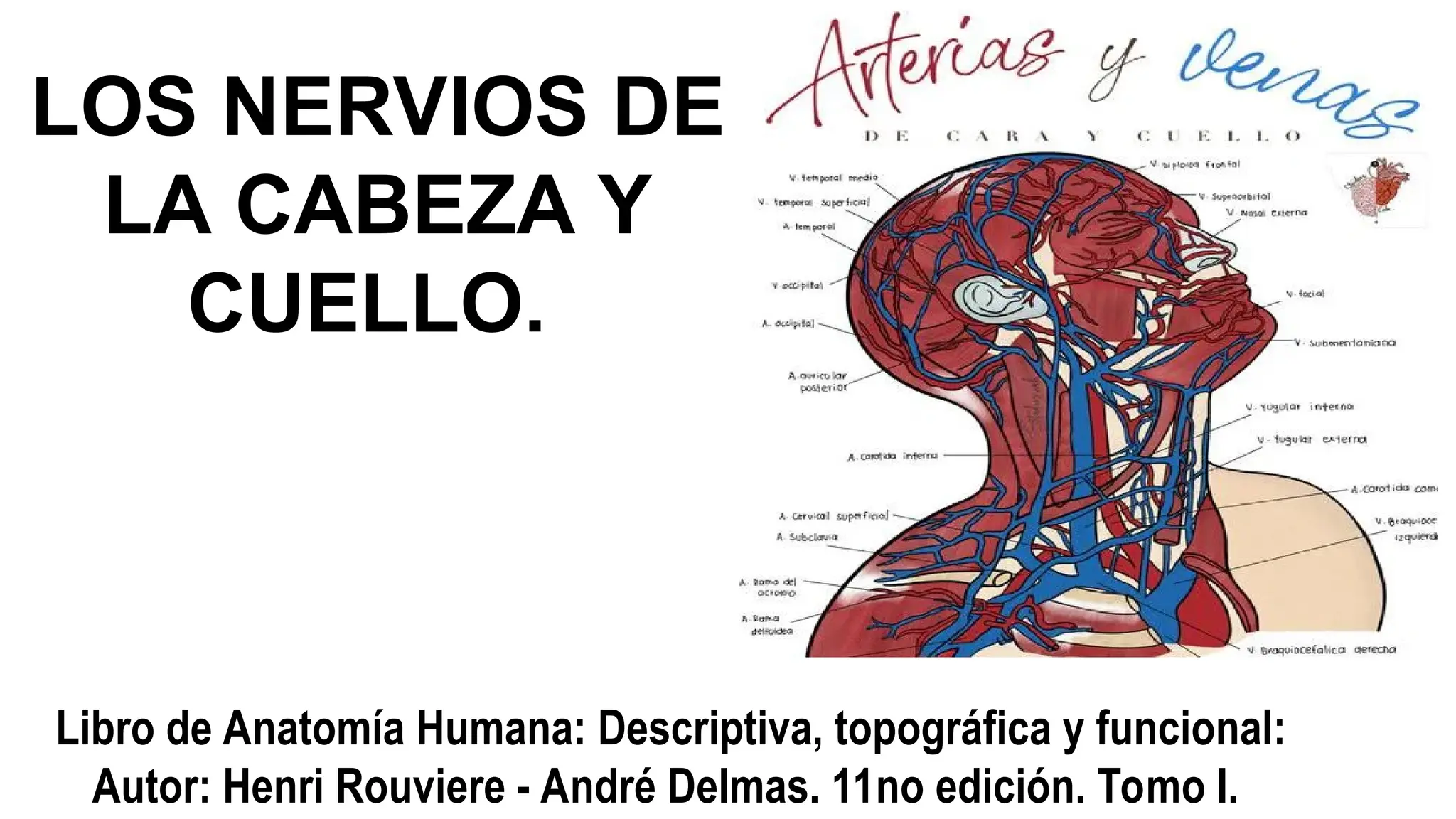 Nervios de cabeza y cuello..ppt Anatomía Descriptiva | PPT