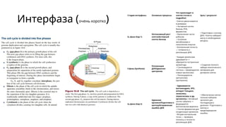 14.11 Cell cycle+movement+thermodynamics.pptx