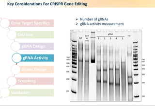 CRISPR - gene-editing for everyone | PPTX