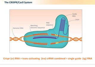 CRISPR - gene-editing for everyone | PPTX