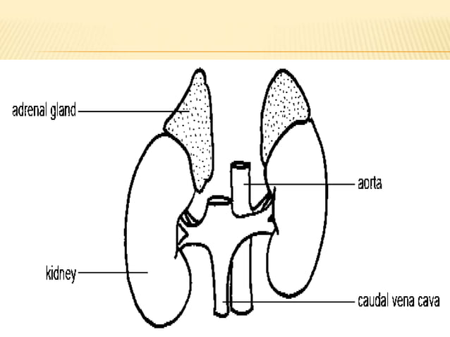 ENDOCRINE SYSTEM OF A GOAT | PPTX