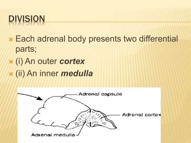 ENDOCRINE SYSTEM OF A GOAT | PPTX