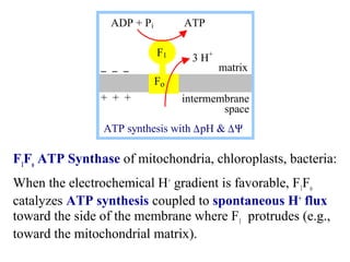 14 atpase | PPT