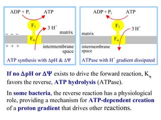 14 atpase | PPT