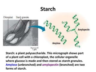 Carbon and Carbohydrates | PPTX
