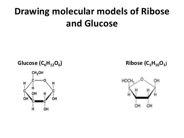Carbon and Carbohydrates