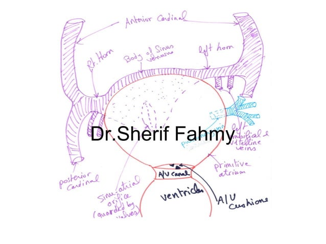 Development of Cardiovascular System (Special Embryology) | PPT
