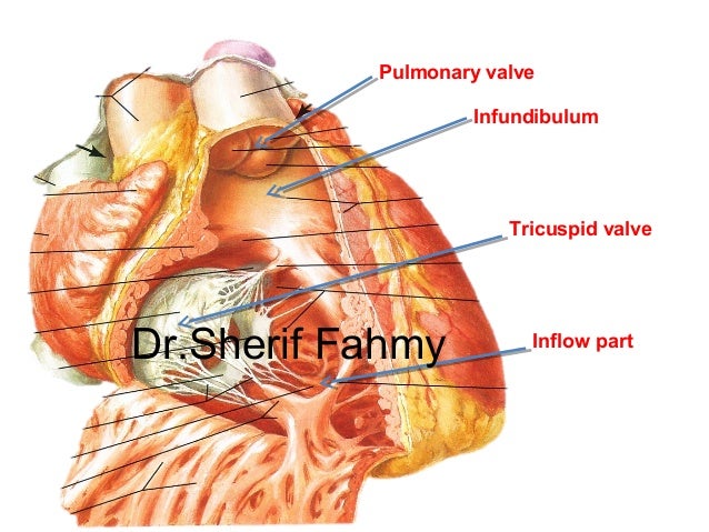 Development of Cardiovascular System (Special Embryology)