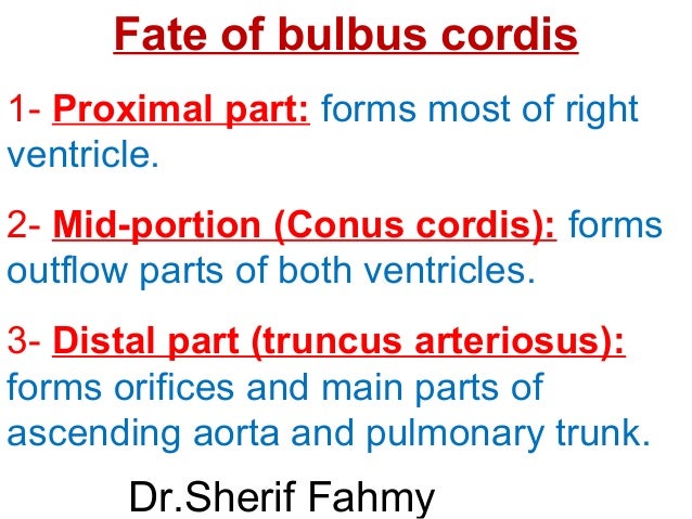 Development of Cardiovascular System (Special Embryology)