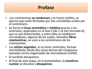 14 ciclo celular | PPTX