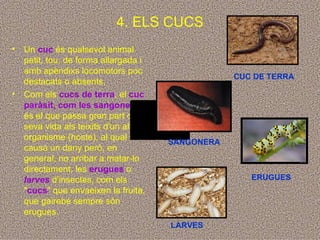 14.classificació dels animals | PPS