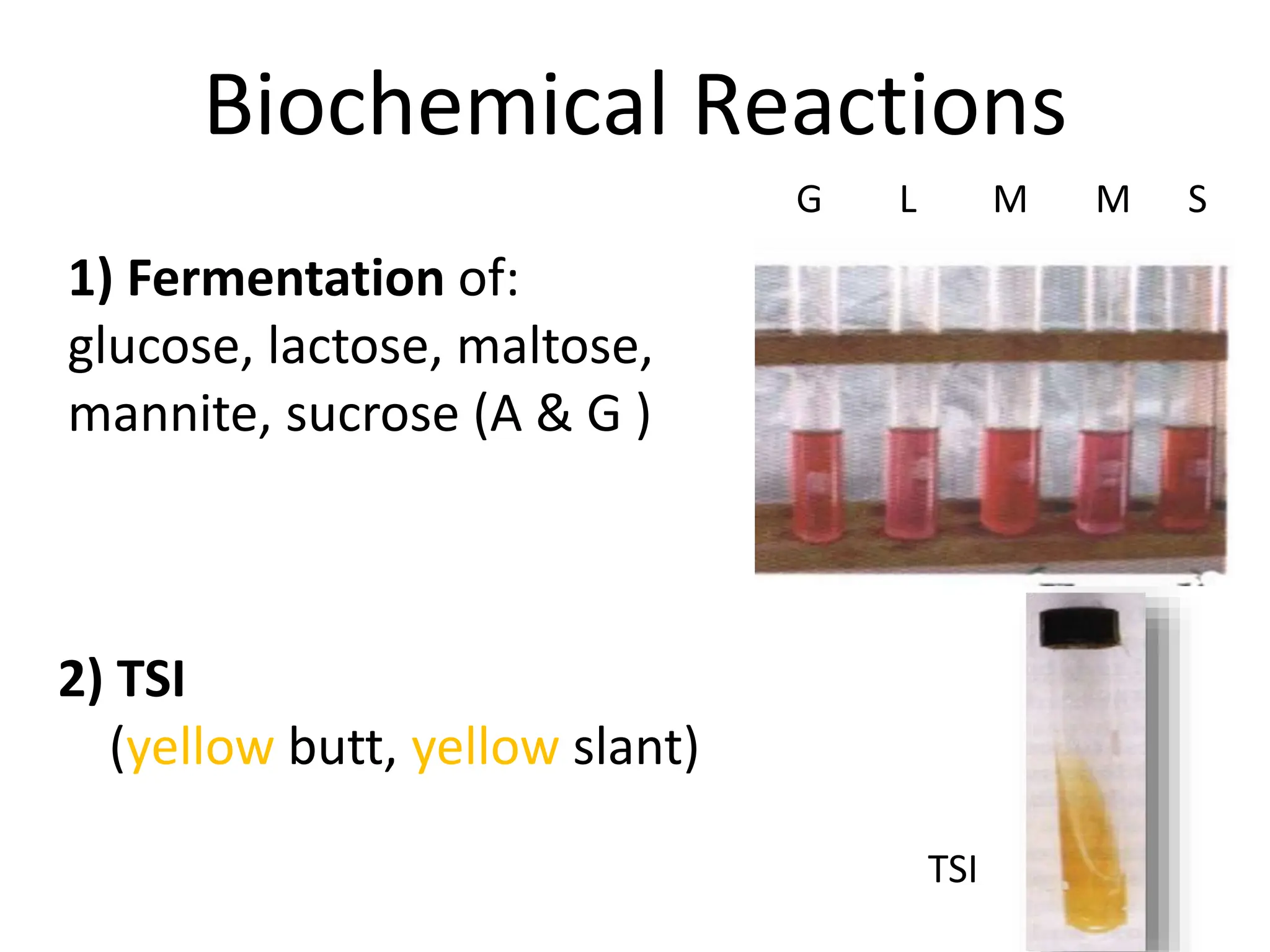 14- Coliforms final 2016(1).ppt