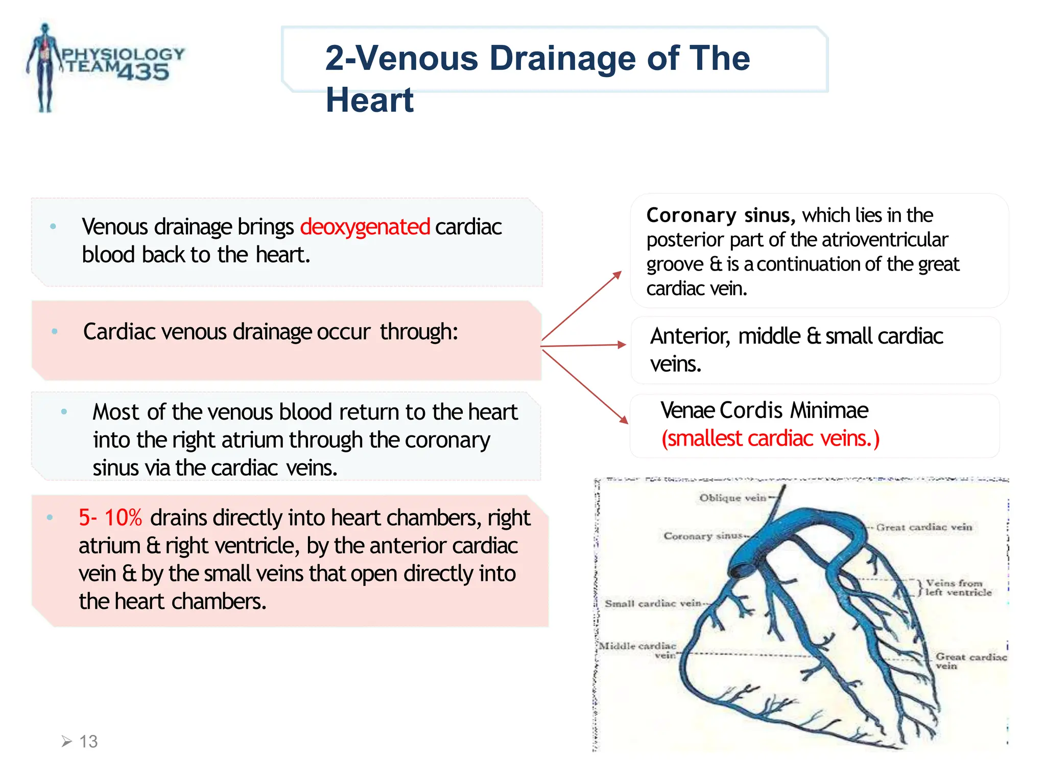 14- Coronary circulation .pptx,Coronary circulation .pptx