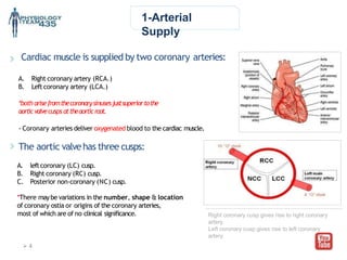 14- Coronary circulation .pptx,Coronary circulation .pptx