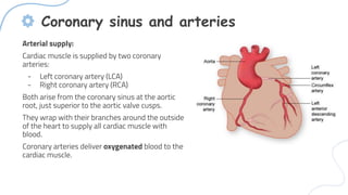 circulation system of coronaries of heart | PDF