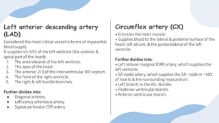 circulation system of coronaries of heart | PDF