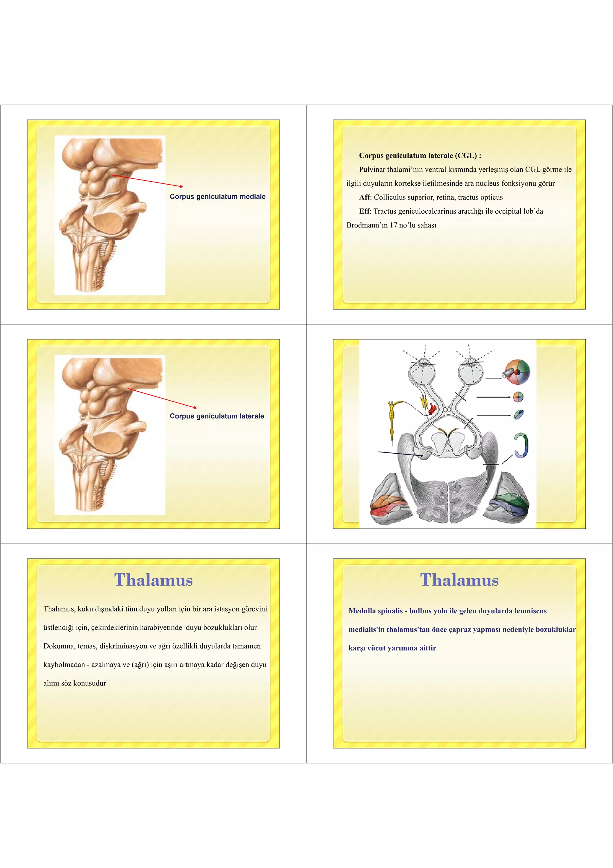 14 dis hek-3-cerebellum-diencephalon-basalcekirdek-2015 | PDF
