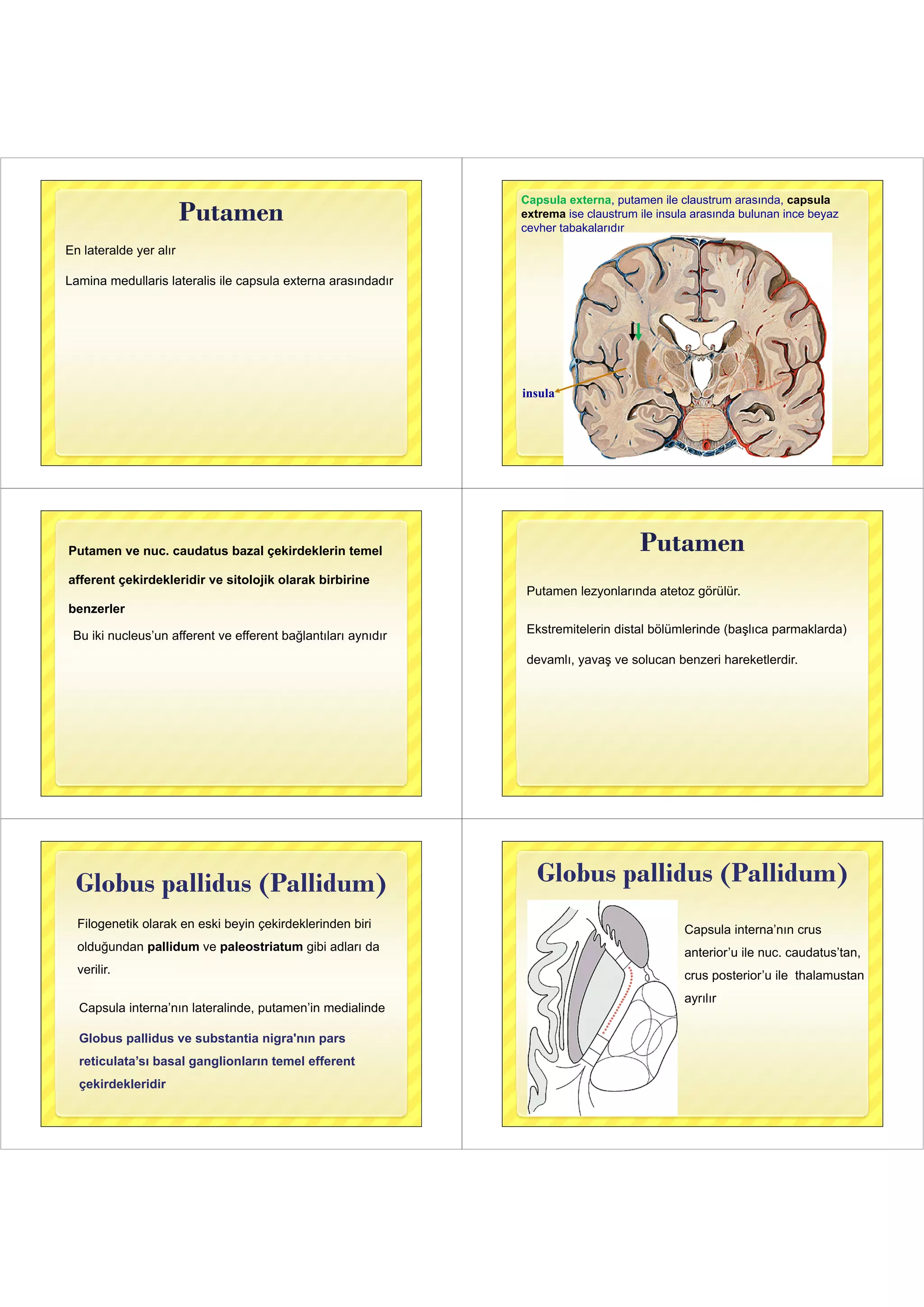 14 dis hek-3-cerebellum-diencephalon-basalcekirdek-2015 | PDF