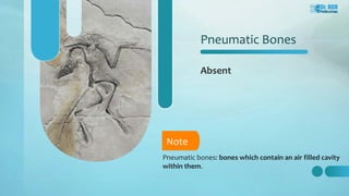 Archaeopteryx | Dr.BGR Publications | PPTX