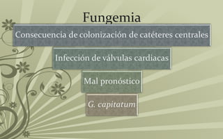 14.geotricosis | PPT