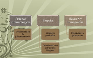 14.geotricosis | PPT