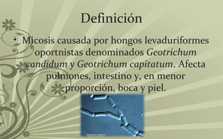 14.geotricosis | PPT