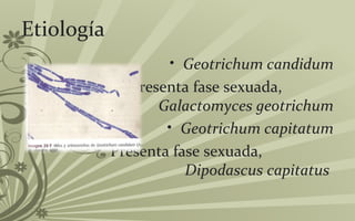 14.geotricosis | PPT