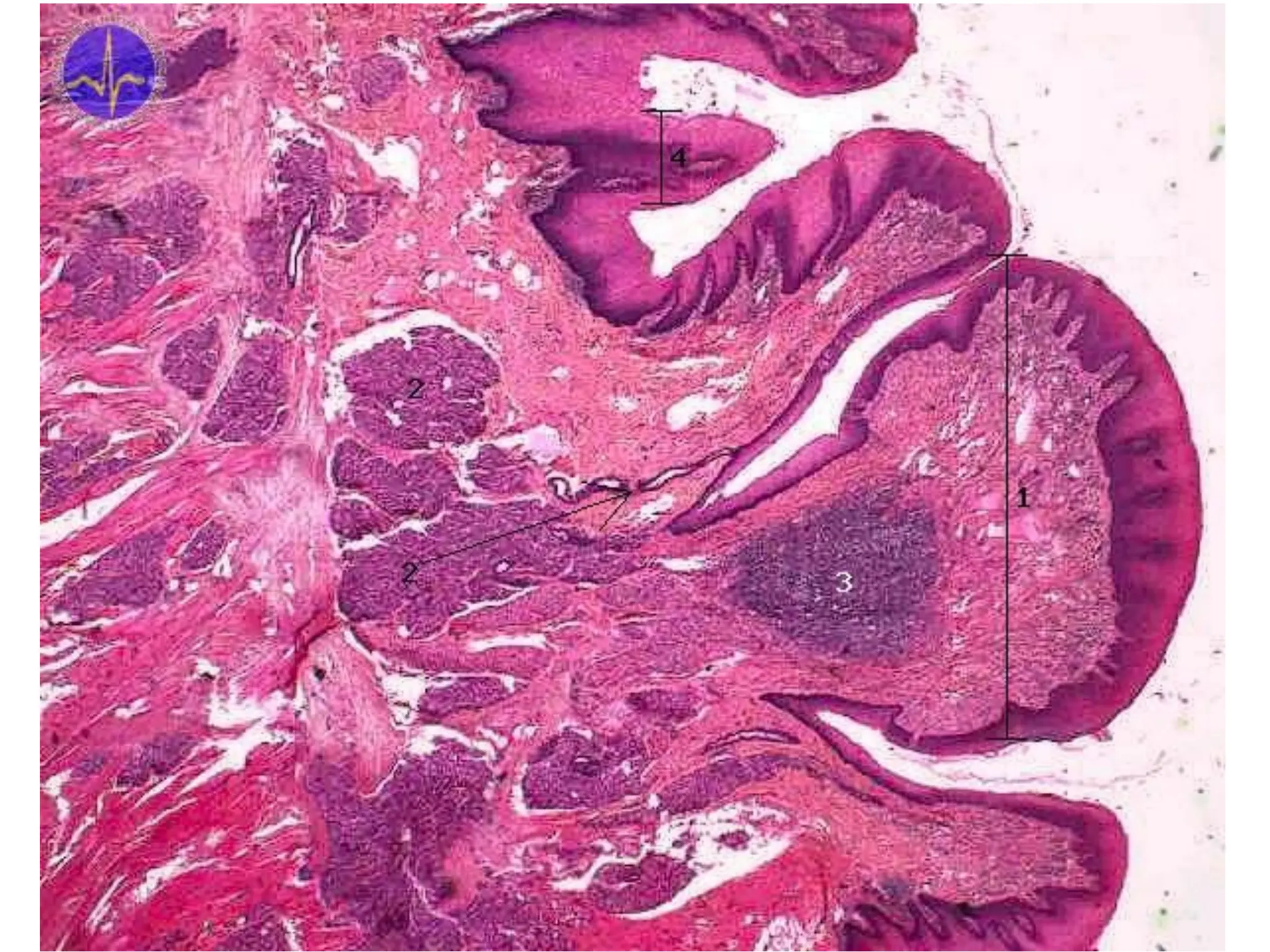 14-git1-histology.pdf for learning histology | PDF
