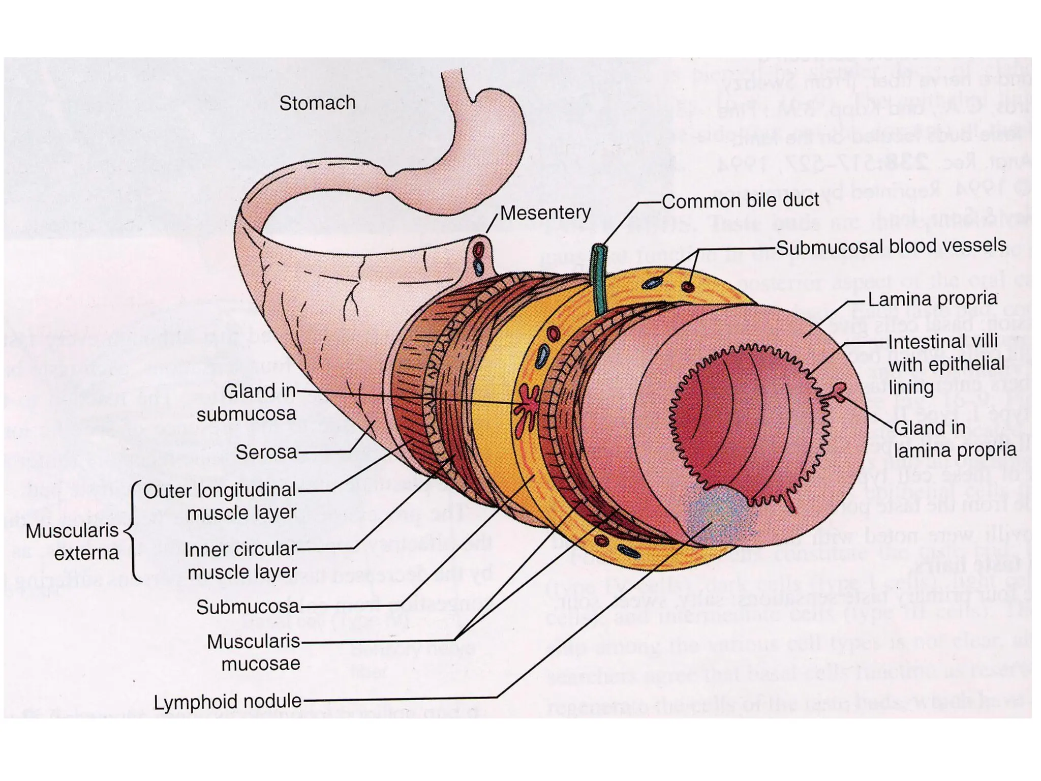 14-git1-histology.pdf for learning histology | PDF