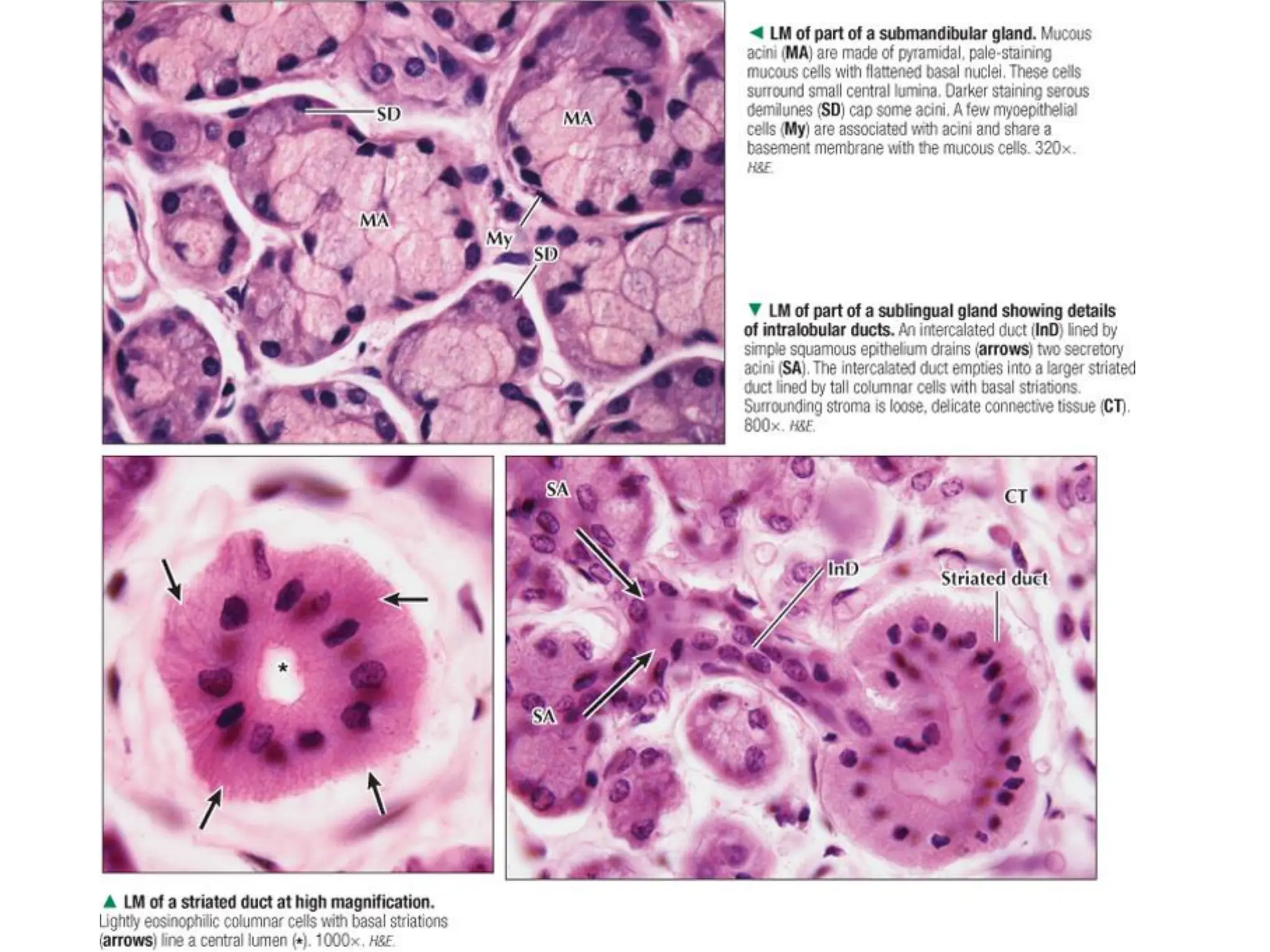 14-git1-histology.pdf for learning histology | PPT