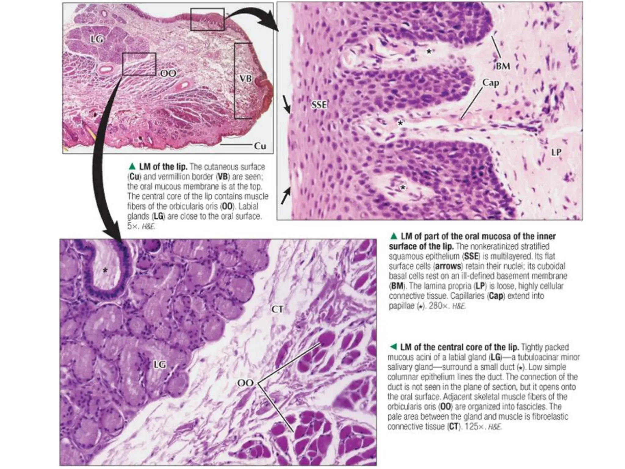 14-git1-histology.pdf for learning histology | PDF