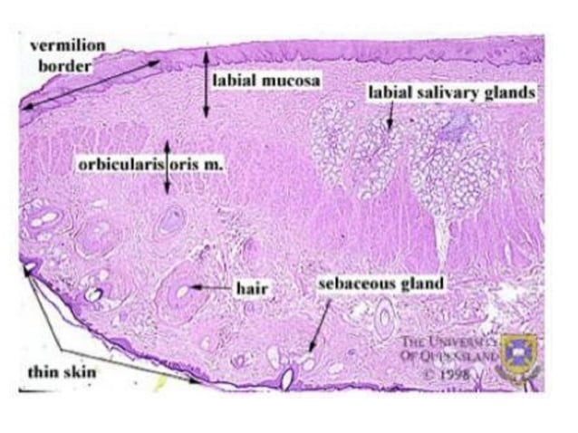 14-git1-histology.pdf for learning histology | PPT