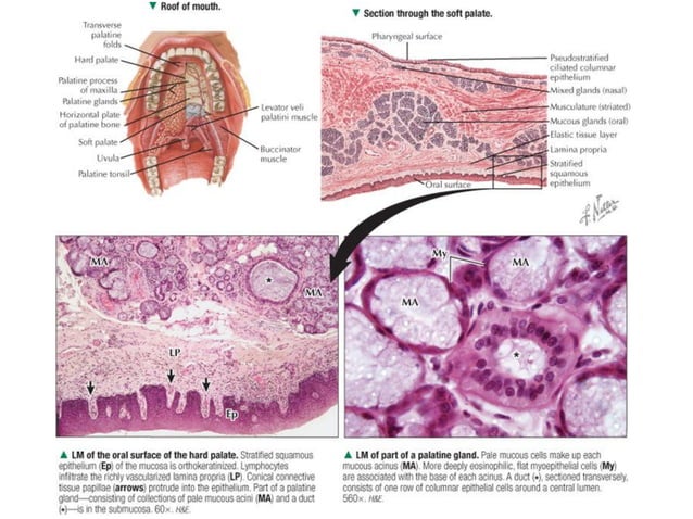 14-git1-histology.pdf for learning histology | PPT