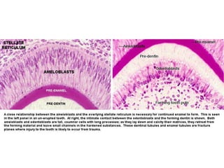 14-git1-histology.pdf for learning histology | PDF