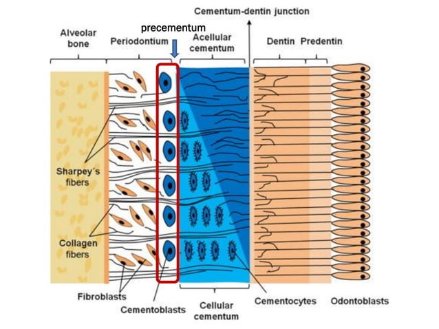 14-git1-histology.pdf for learning histology | PPT