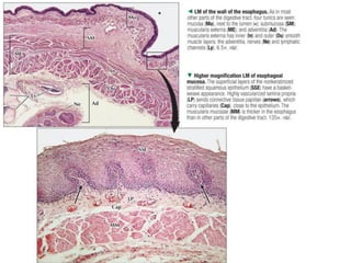 14-git1-histology.pdf for learning histology | PDF