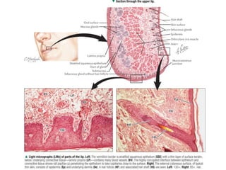 14-git1-histology.pdf for learning histology | PDF