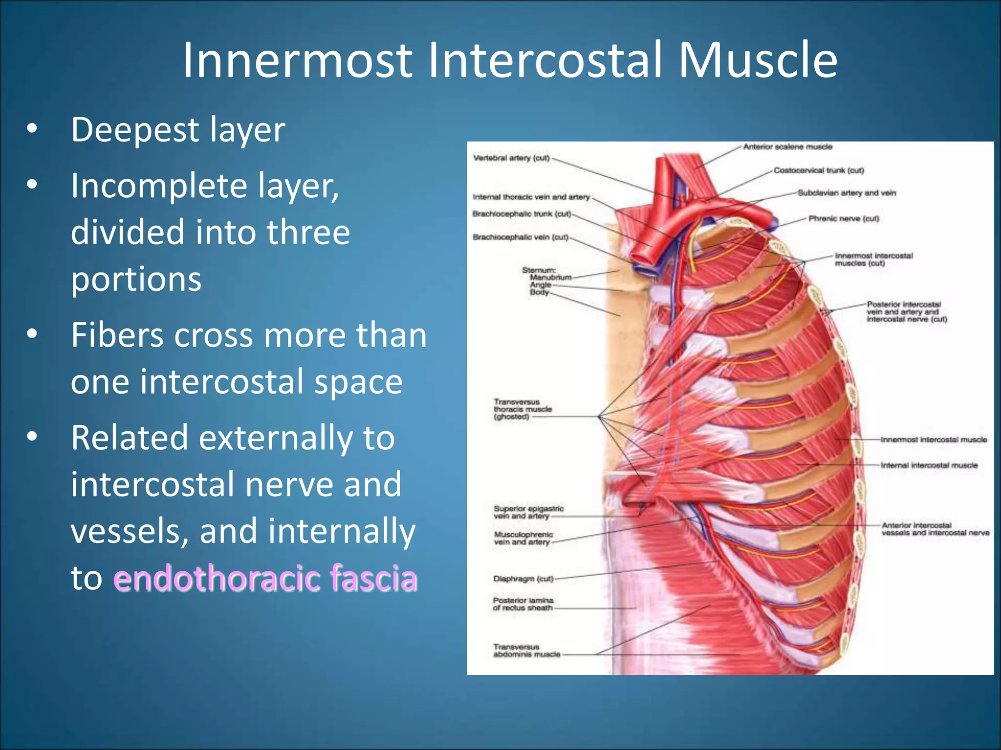 14 - Intercostal Space.ppt