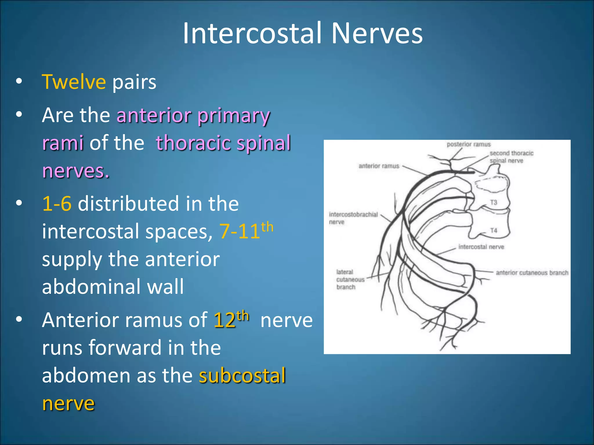 14 - Intercostal Space.ppt