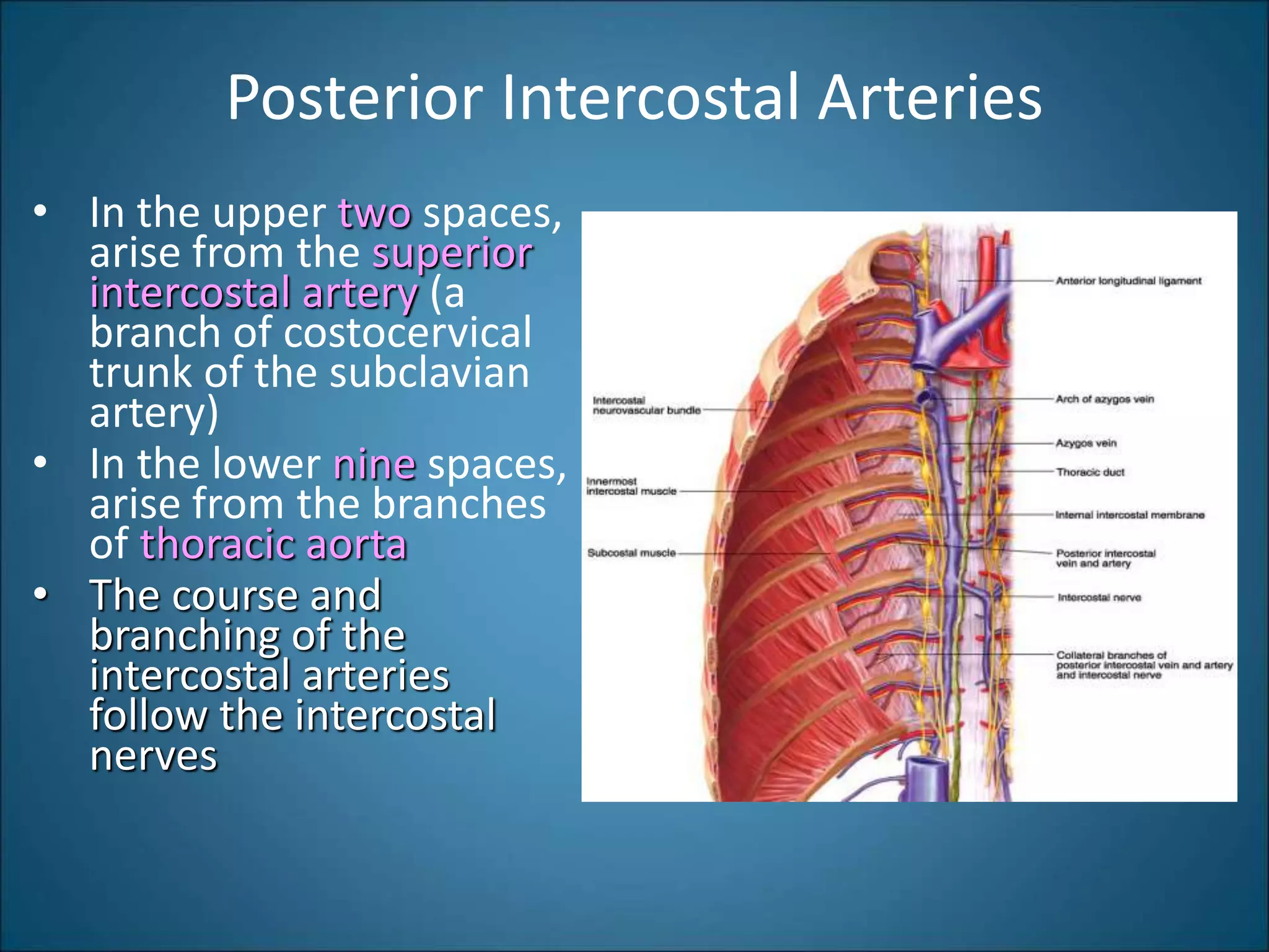 14 - Intercostal Space.ppt