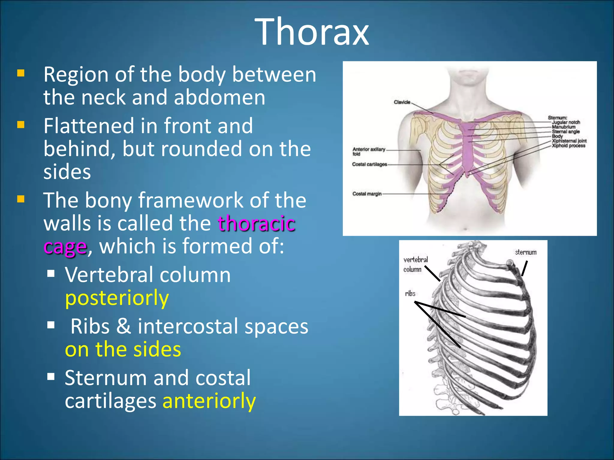 14 - Intercostal Space.ppt