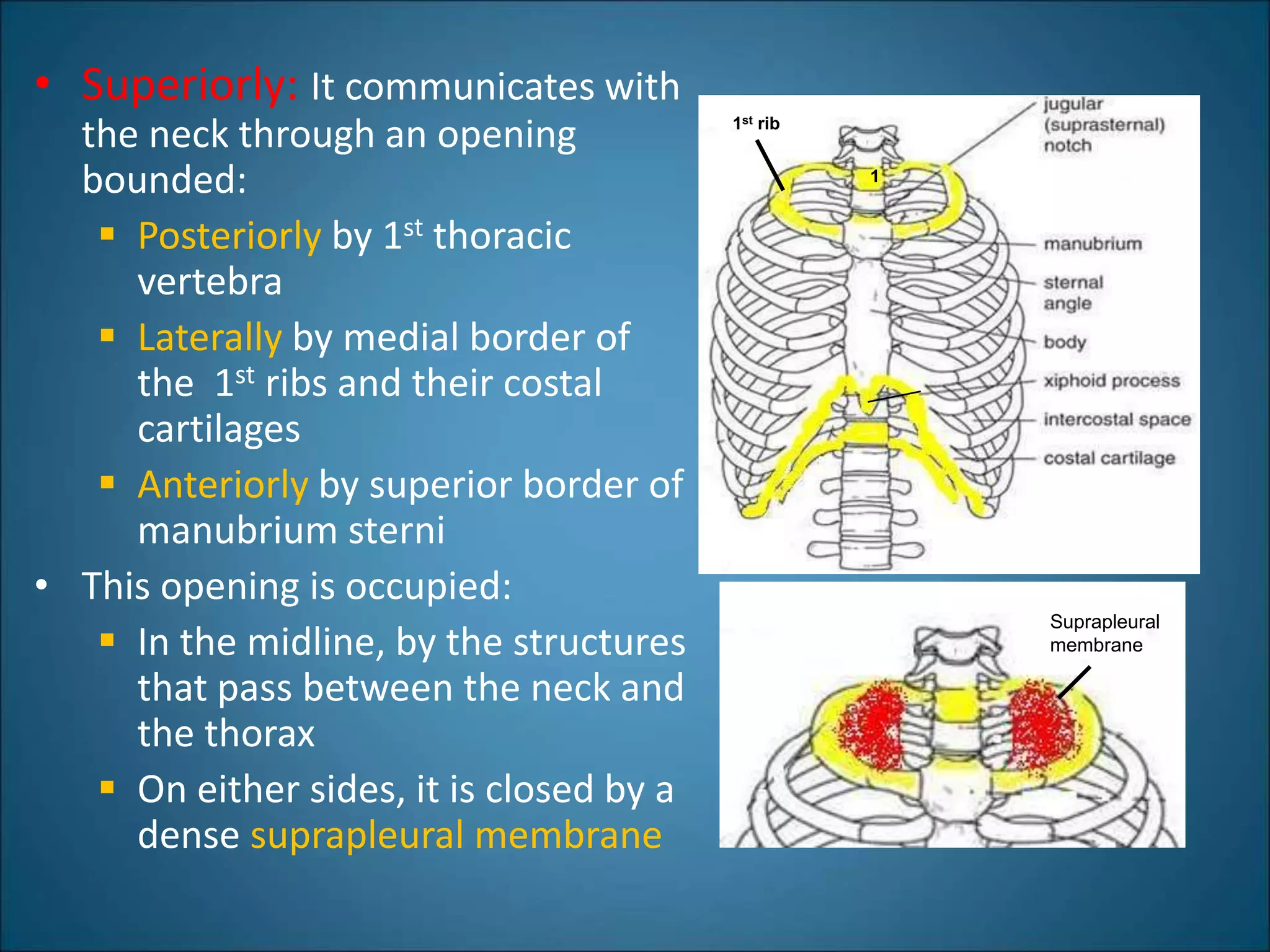 14 - Intercostal Space.ppt